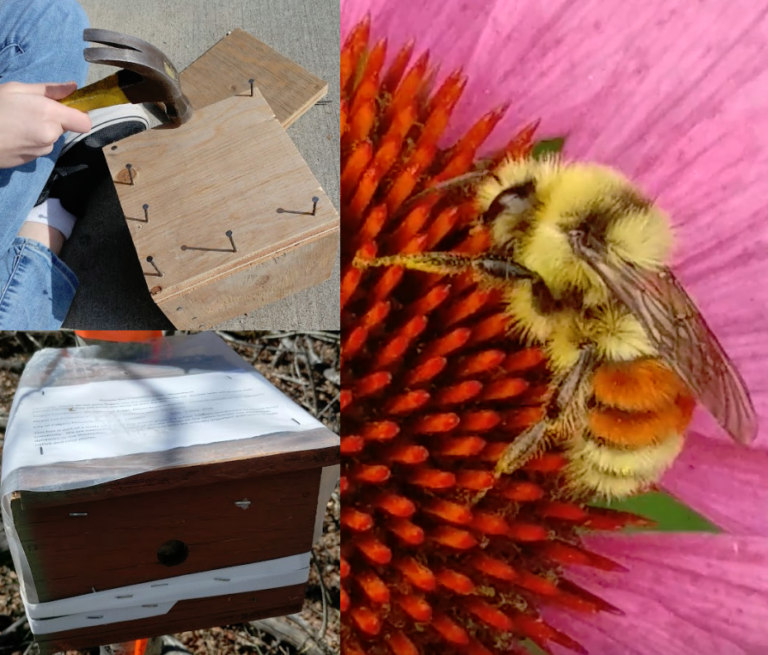 Geological bumble-bee program